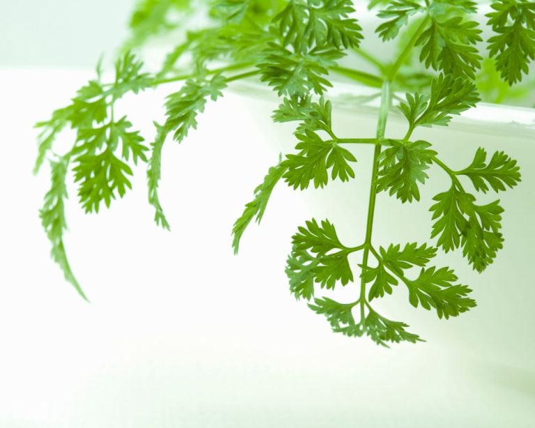 11 Ultimate Anise Substitute Spices To Test Out