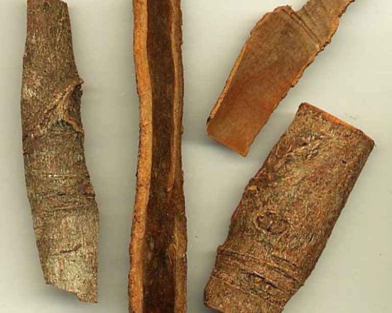 Canela Cinnamon: A Staple Spice In Mexican Cuisine