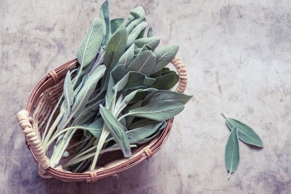 9 Powerful Sage Substitute Options To Consider