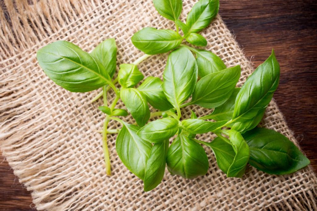 14 Basil Substitute Ideas You Have Around The Kitchen