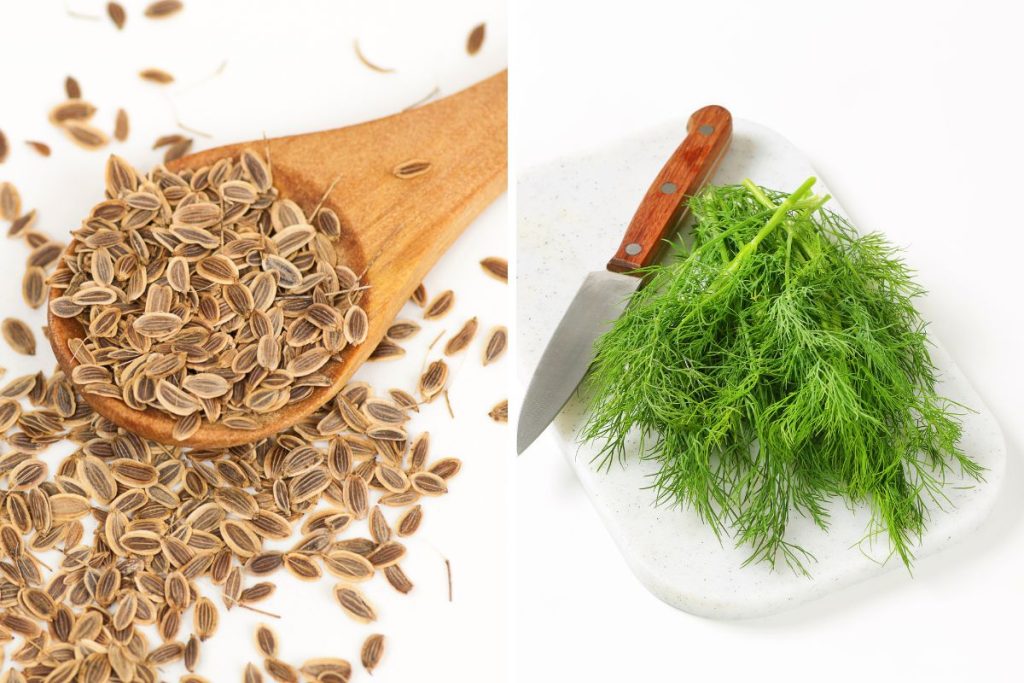 Fresh Dill Vs. Dill Weed: How Do They Compare?