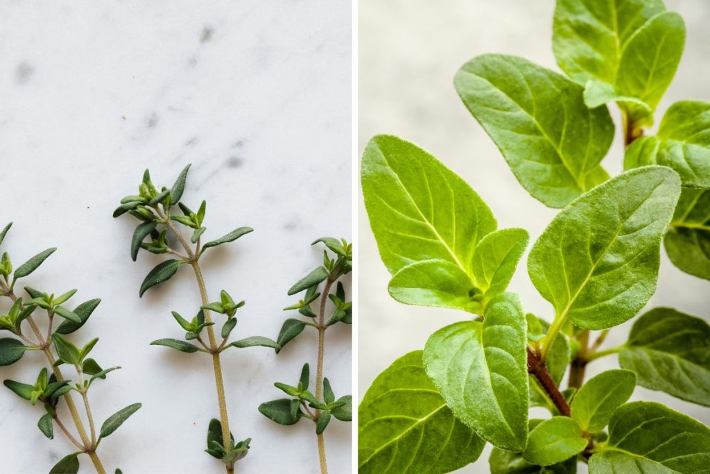 Comparing The Ultimate Herbs - Thyme Vs. Oregano
