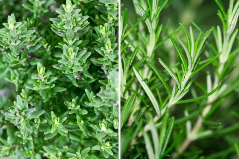 Thyme Vs. Rosemary: Which Is Better? | Spice Gourmand