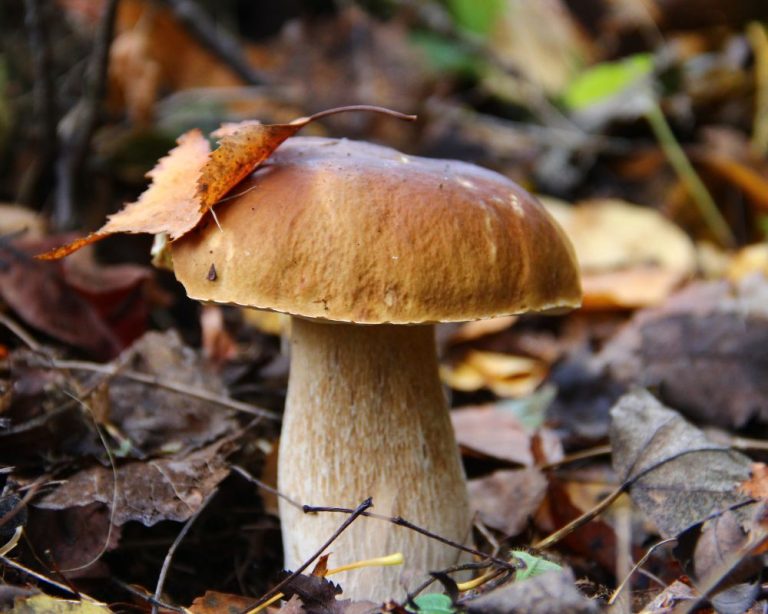 Porcini Powder: A Flavorful Spice From Mushrooms