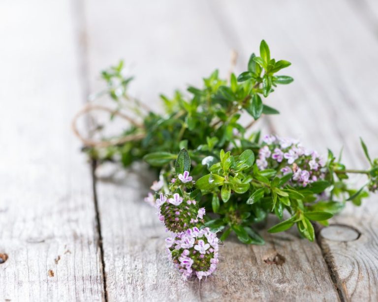 Dried Savory: A Staple In French And Italian Cuisines