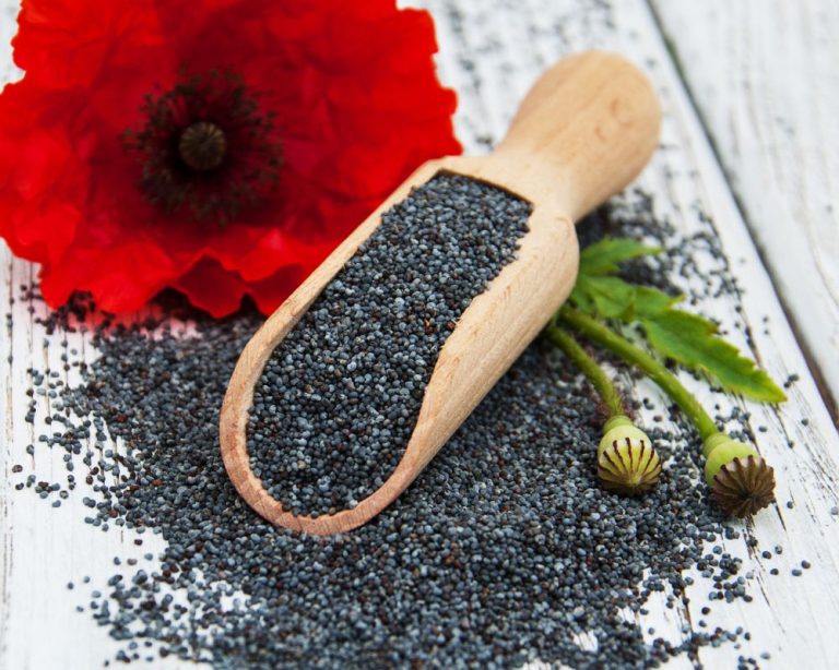 What Do Poppy Seeds Taste Like? | Spice Gourmand