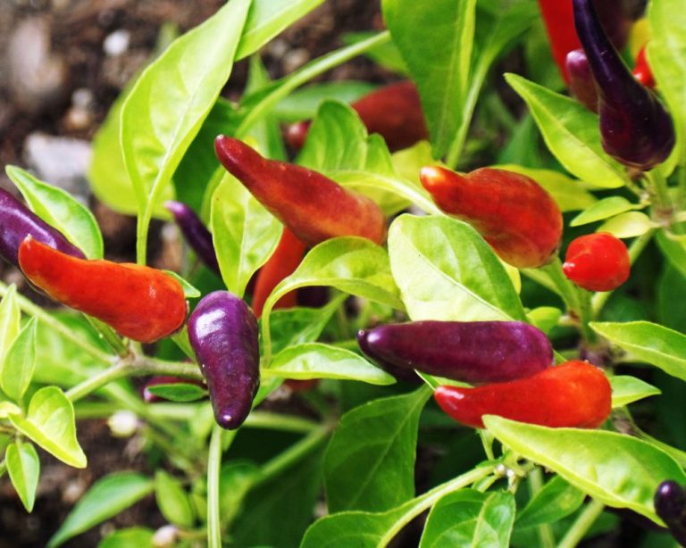 The Hottest Chinese Peppers To Use | Spice Gourmand