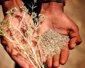 What Are The Ultimate 11 Cuban Spices? | Spice Gourmand