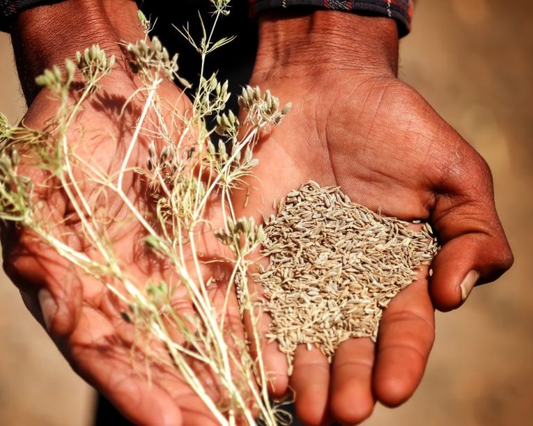 What Are The Ultimate 11 Cuban Spices? | Spice Gourmand