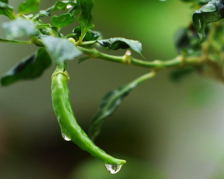 The Hottest Chinese Peppers To Use | Spice Gourmand