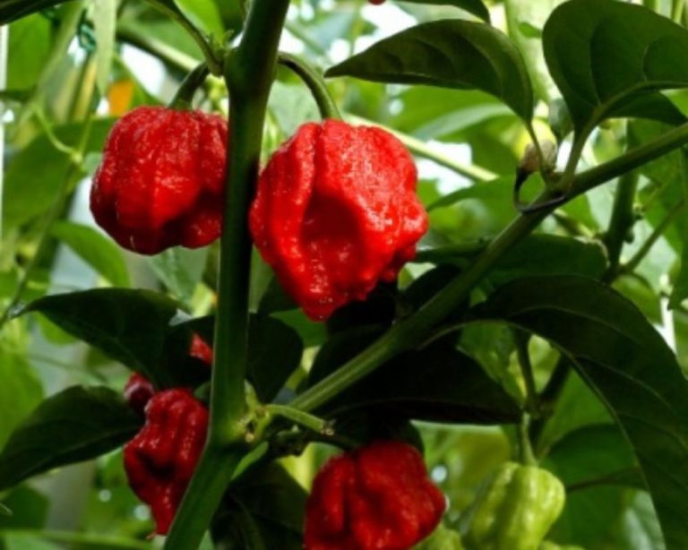 The Hottest Chinese Peppers To Use | Spice Gourmand
