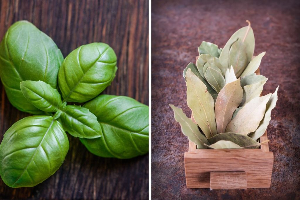 Is Bay Leaf Basil? | Spice Gourmand