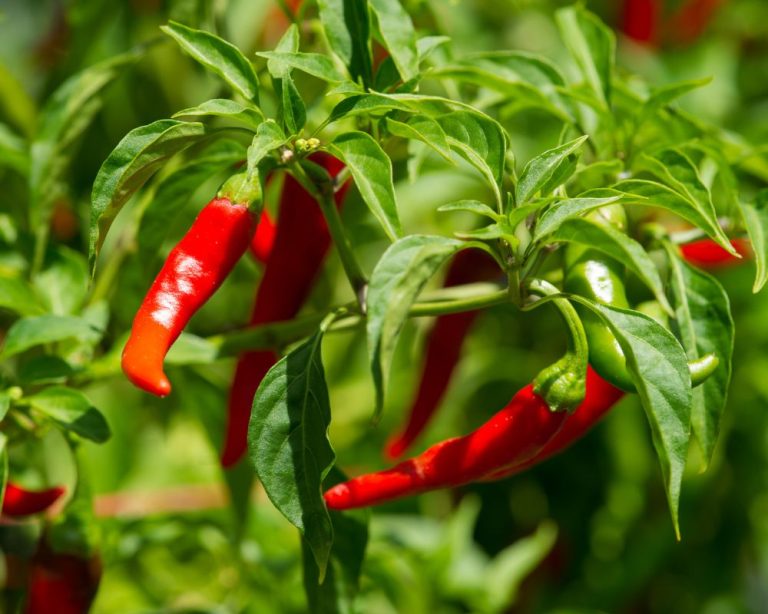 The Hottest Chinese Peppers To Use | Spice Gourmand